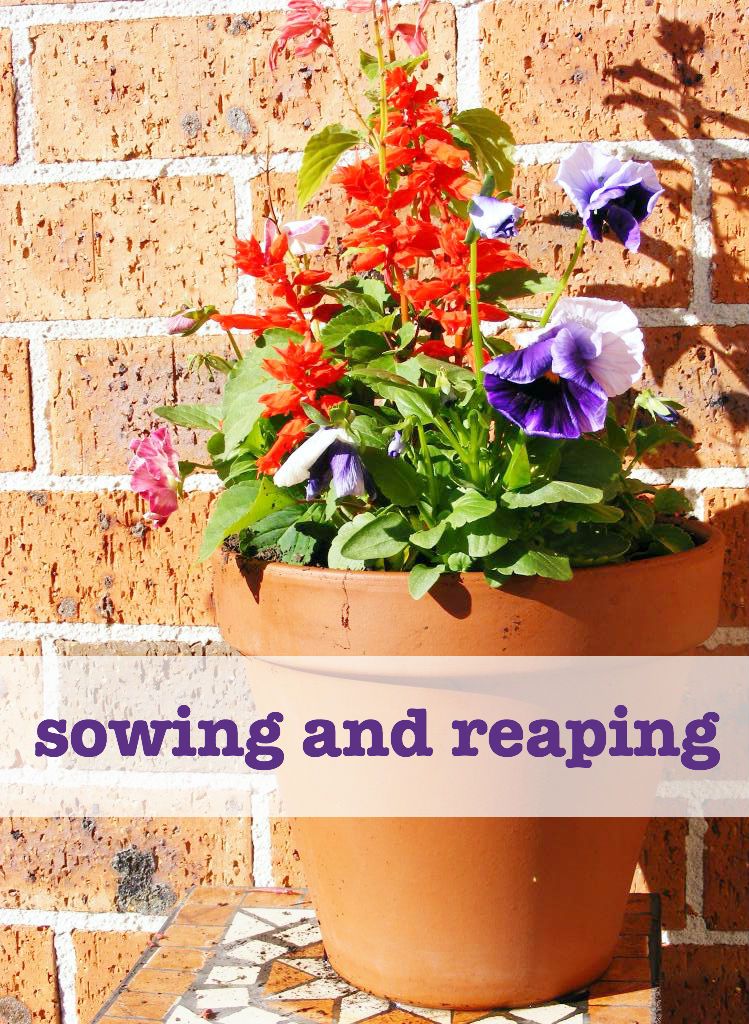The law of sowing and reaping: we reap what we sow in parenting The law of sowing and reaping: we reap what we sow in parenting